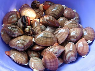 Steamed Clams in a Spicy Tomato Broth | Kalofagas.ca