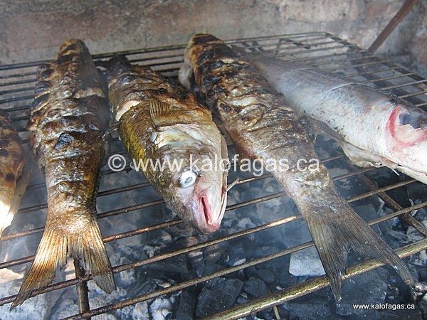 Grilled Grey Mullet | Kalofagas.ca